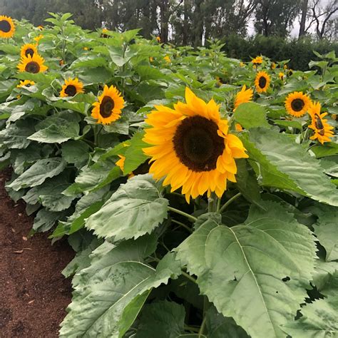 Sofia Gutierrez Youtube