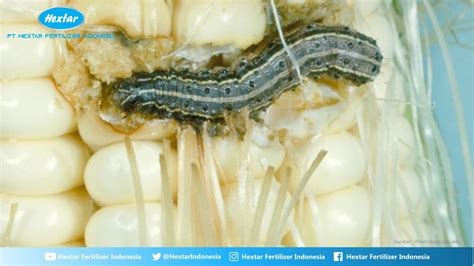Hama Dan Penyakit Penting Tanaman Jagung Serta Pengendaliannya DGW Fertilizer