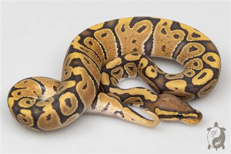Python Regius Ghost