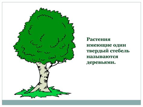 Деревья Лиственные и хвойные деревья презентация онлайн