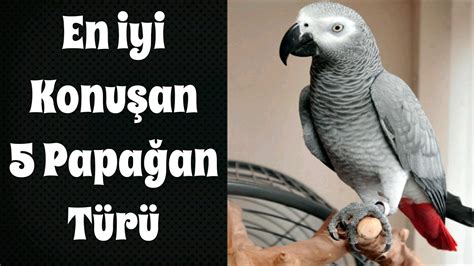 en İyi konuşan 5 papağan türü youtube