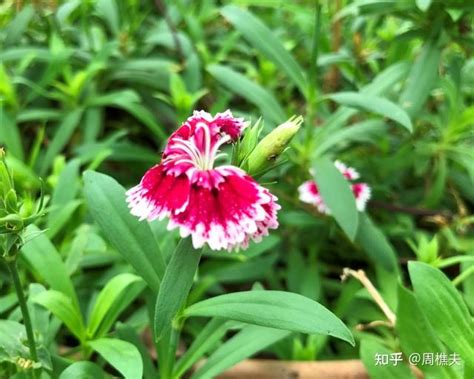 心理学：女人会提“要求”，男人才会在乎你 知乎