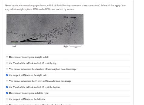 Solved Based On The Electron Micrograph Shown Which Of The Chegg