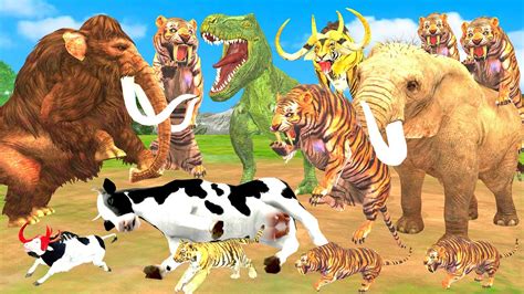 Tiger Bull Fight Giant Tiger Attack Cow Cartoon Buffalo Saved By Woolly