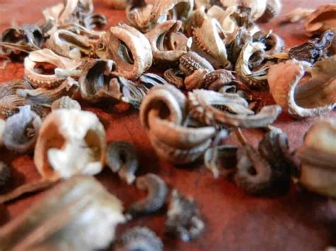 Organic Seed Saving For The Revolution
