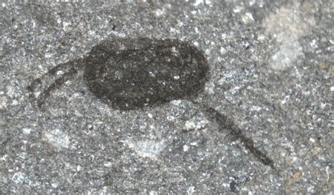Weird And Wonderful Welsh Fossils Show Marine Life From 462m Years Ago