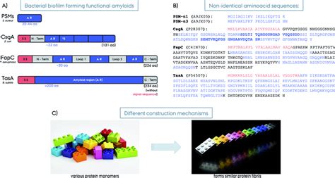A Schematic Representation Of Different Bacterial Biofilm Forming Download Scientific Diagram