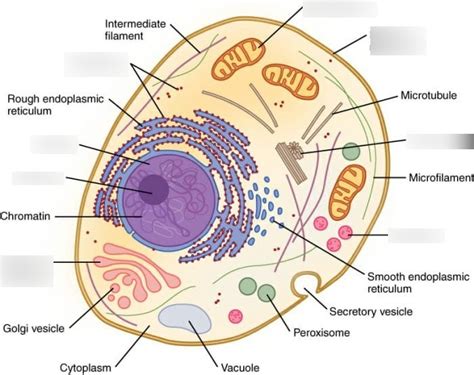 Quizlet Part 1 Diagram Quizlet