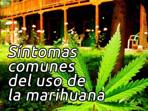 Síntomas Comunes Del Uso De La Marihuana