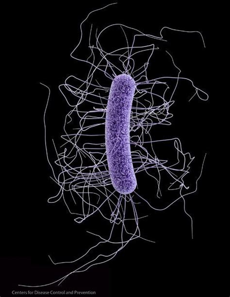 Clostridioides Difficile Characteristics Disease Lab Diagnosis