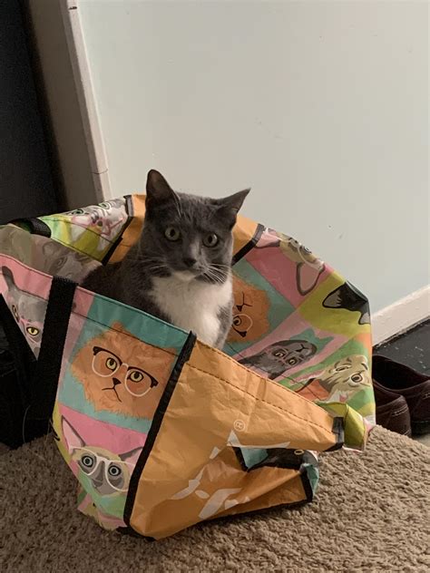 Trap Successfully Deployed Rcattrap