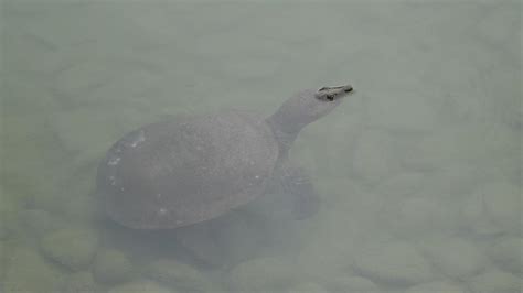 Amur Softshell Turtle Markeisingbirding