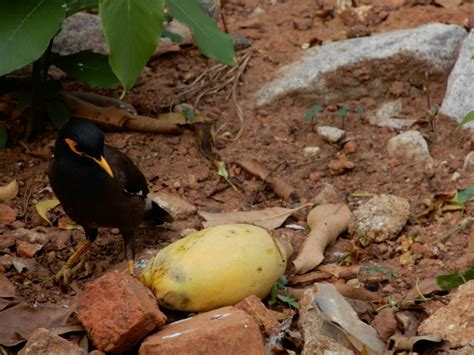A Case For Native Kerala Mangoes