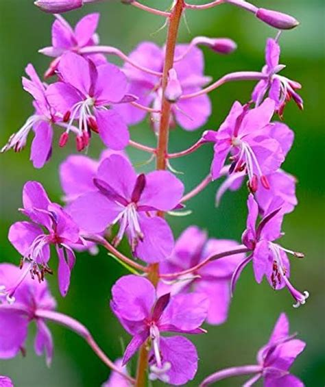 Fireweed Seeds Epilobium Ground Cover Wildflower Dharaseeds