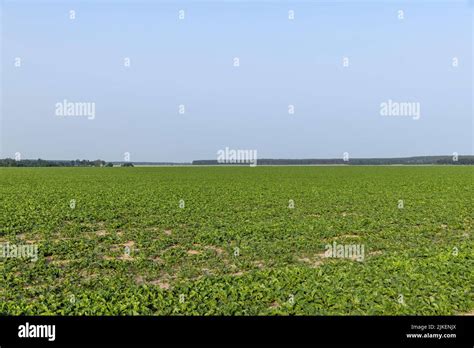 Agricultural Field Where Sugar Beet Grows Beet Cultivation To Produce
