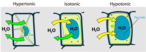 Osmosis Passive Transport — Definition And Importance Expii