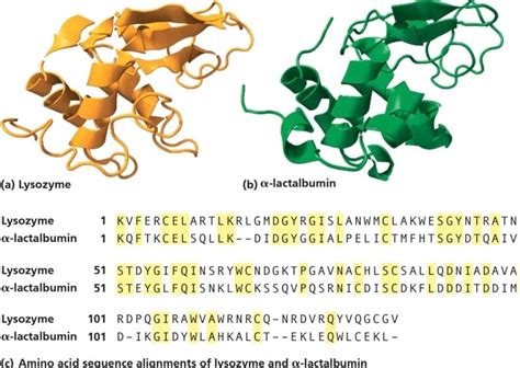 Hanaa Fayed On Linkedin Evolution Of Genes With Novel Functions‼️ In The Evolution Of The Globin…