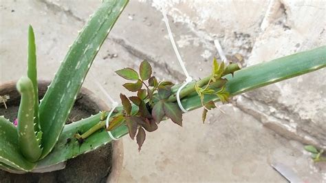 Rose Grow Your Own Roses From Cutting At Home Artofit