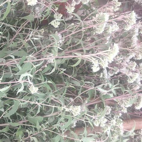 佩兰批发 尖佩兰，白姑丁价格35元斤 惠农网