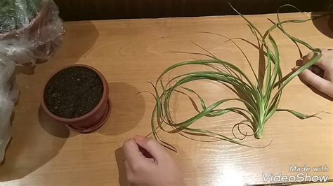 Бокарнея Нолина Слоновья нога Размножение черенком Укоренение в земле Youtube