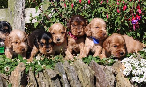 Dora X Beano 2019 Pure Cockers Hallslake Cockers And Cockapoos