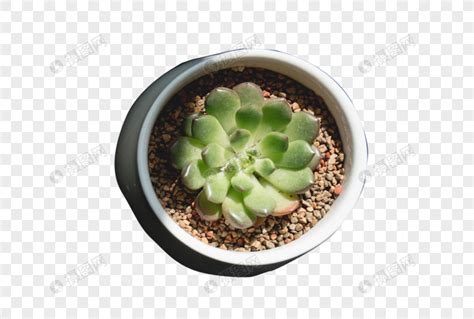 多肉植物绿植元素素材下载 正版素材401111992 摄图网