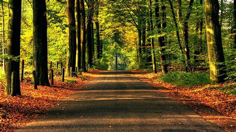 Nature Bosque Hd Wallpaper Pxfuel