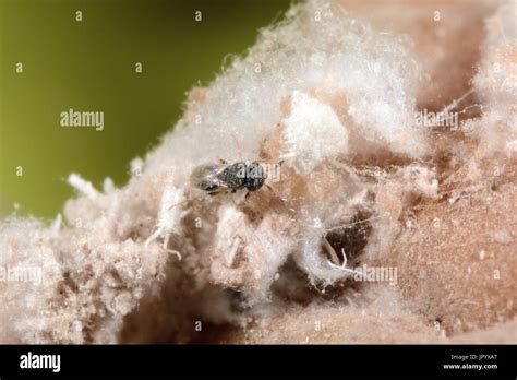 Parasitoid Allotropa Burelli Parasite Of Mealybug Pseudococcus