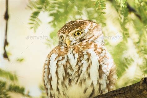 Owl In The Kruger National Safari Park In South Africa Stock Photo By