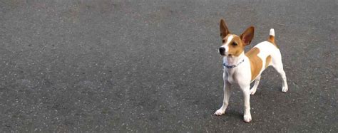 Toy Foxy Rat Terrier Dog Breed Facts And Information Wag Dog Walking