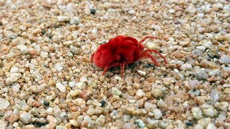 Chiggers Can Really Spoil A Day In The Garden