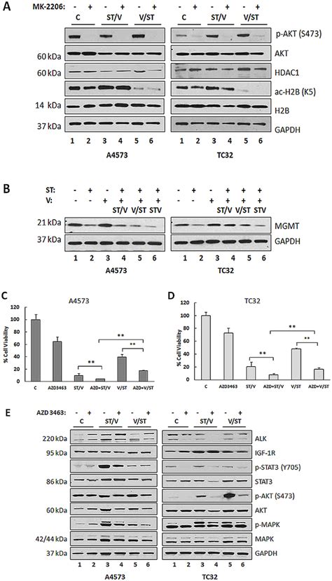 Stat3 Akt And Mapk Inhibition In Ews Cell Lines Following Exposure To