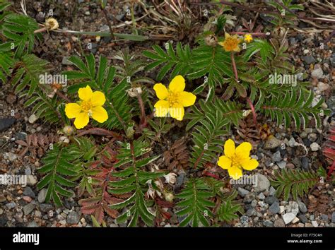 Argentina Anserina Potentilla Anserina Calflora Fyri