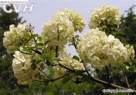 绣球荚蒾Viburnum macrocephalum Fort 植物图片库 植物通