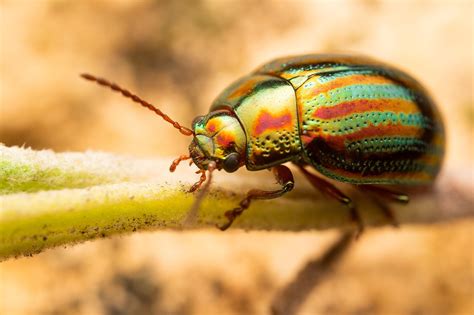 Beetle Bug Insect Chrysolina Free Photo On Pixabay