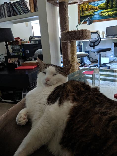 My Sweet Chonk Who Passed Last Year In August Rip Tron Rchonkers