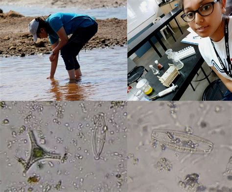 How Diatoms Shape Aquatic Ecosystems Shrushti Patil Posted On The