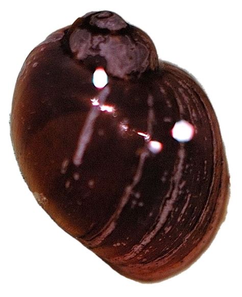 Biologybulinus Truncatus Handwiki