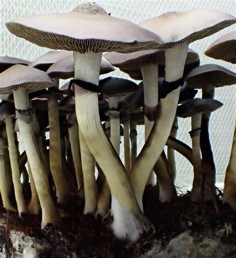 Magic Mushrooms Why Psychedelic Designer Shrooms Could Be The Future