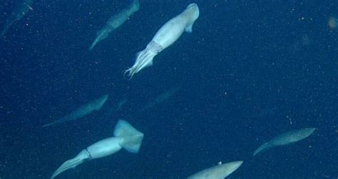 Deep Sea Squids Use Bioluminescence To Communicate In The Dark