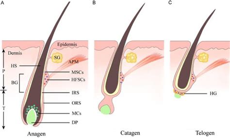 Melanocyte Dysfunctions Future And Promise Of Stem Cells Pmc