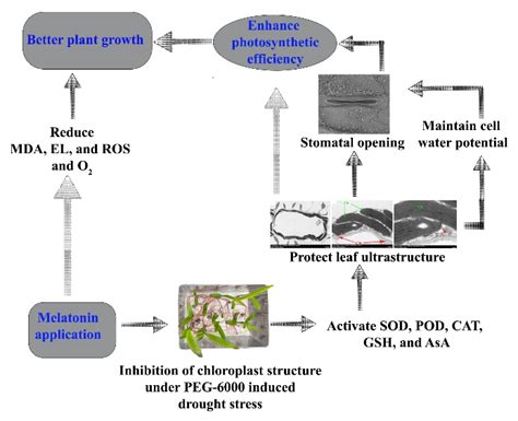 玉米团队在植物科学经典期刊plant Physiology发表最新研究成果 广西大学农学院