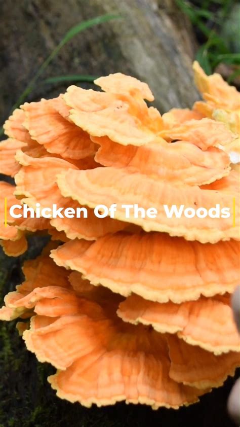 Chicken Of The Woods Mushroom Taco Recipe Wild Edible Foraging And
