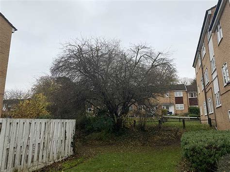 Crown Reduction Tree Surgery South East Uk Tree Marshalls