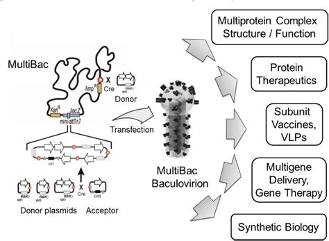 Figure 1 From The Multibac Baculovirus Insect Cell Expression Vector System For Producing
