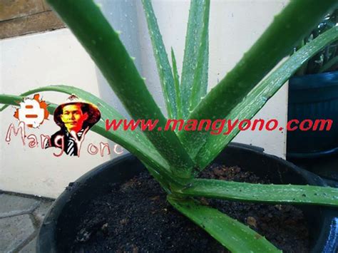Cara Menanam Lidah Buaya Dengan Media Pot