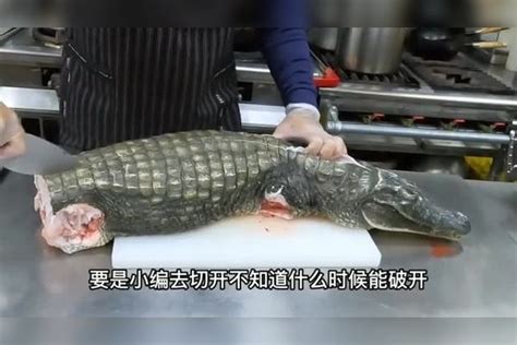 45斤的鳄鱼大叔切成薄如纸片一盘能卖出2000元限卖一天一条 纸片 天一 鳄鱼