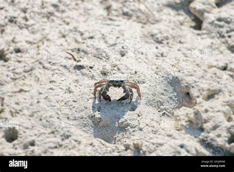 Small Sand Crab Moves Across A Sandy Beach Surface Blending With The Small Sand Crab Moves Across A Sandy Beach Surface Blending With The