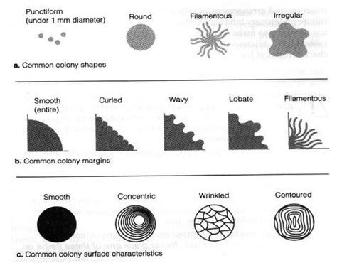 Bacterial Colony Morphology And Identification Of Bacteria Page 2 Morphology Colonial