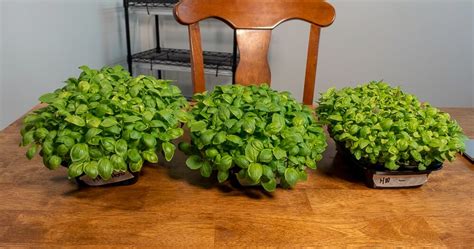 An Organic Microgreens Fertilizer Do Microgreens Need Fertilizer